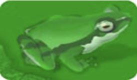 Evolution of Túngara Frog Mating Calls - Annenberg Learner