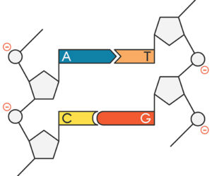 Making Molecules: Lewis Structures and Molecular Geometries - Annenberg ...