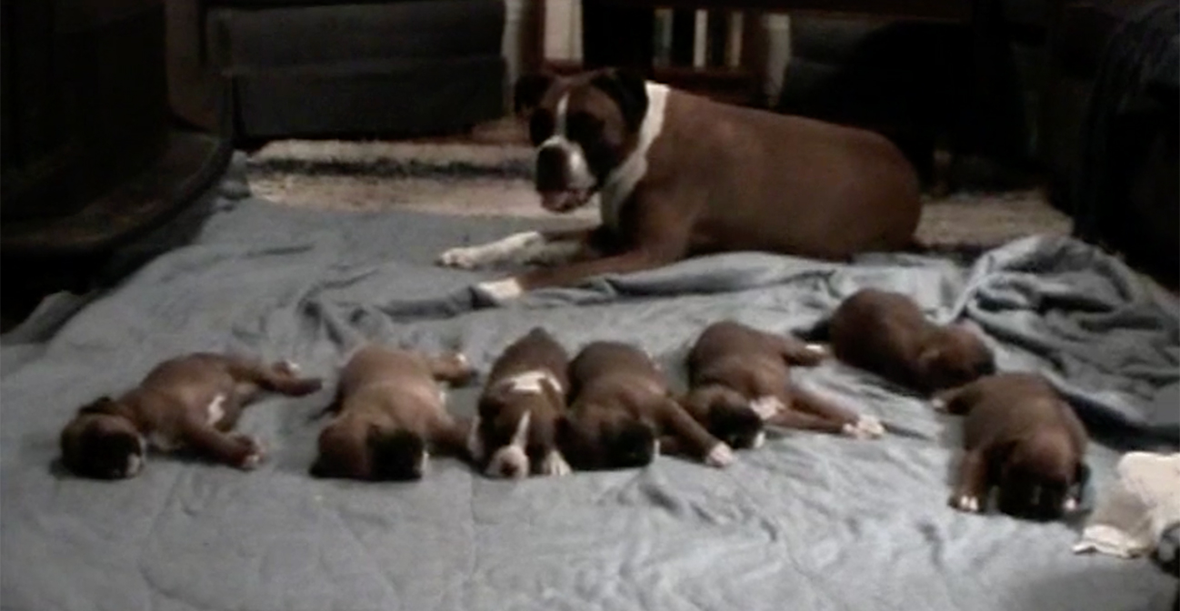 Variation, Adaptation, and Natural Selection - Annenberg Learner