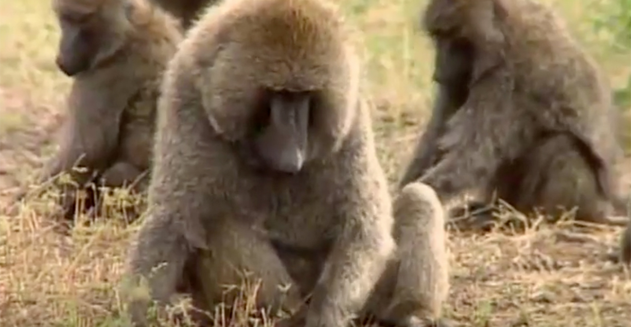 The Responsive Brain - Annenberg Learner