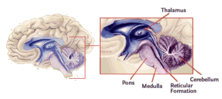 The Human Brain - Annenberg Learner